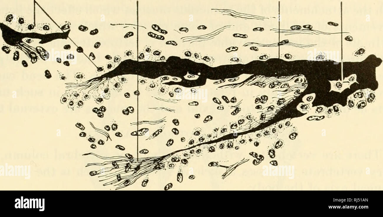 . The chordates. Chordata. Motor System—Muscles and Skeleton ...