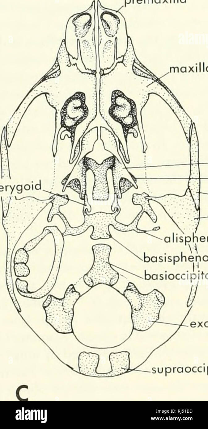 . Chordate morphology. Morphology (Animals); Chordata. semicircular ca ...
