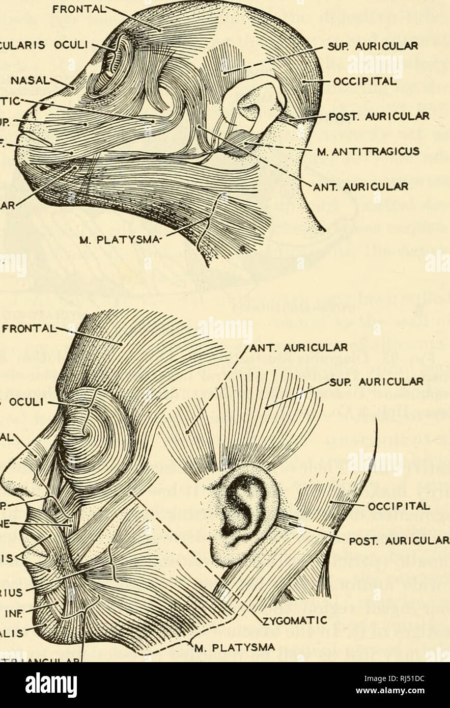 . The chordates. Chordata. 98 Basic Structure of Vertebrates called ...