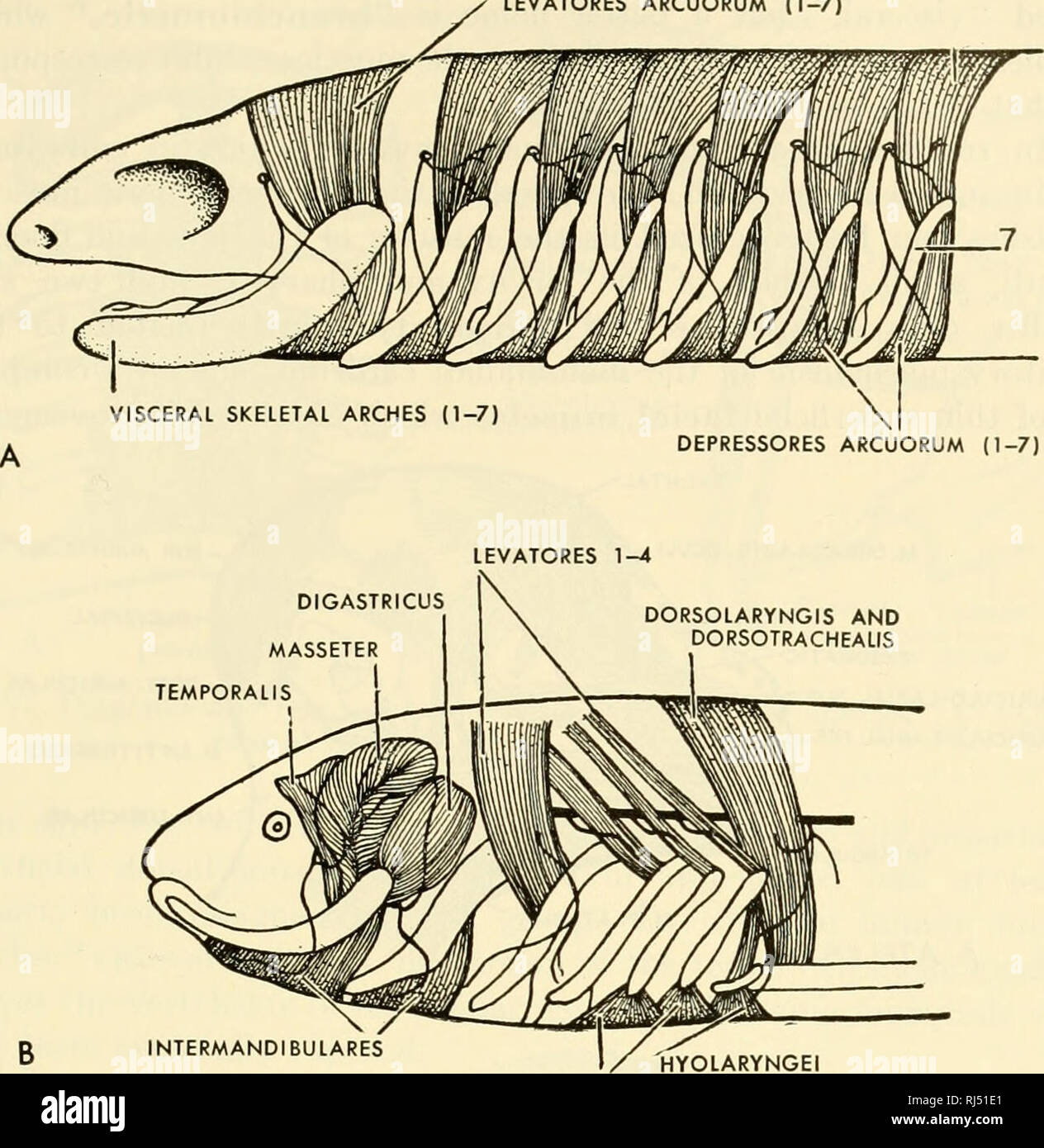 . The chordates. Chordata. Motor System—Muscles and Skeleton LEVATORES ...