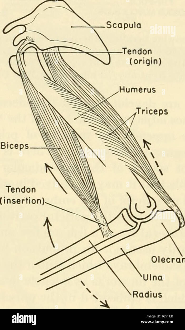 . The chordates. Chordata. 94 Basic Structure of Vertebrates being ...
