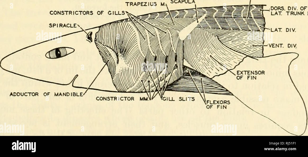 . The chordates. Chordata. Fig. 92. Diagrams showing budding of ...