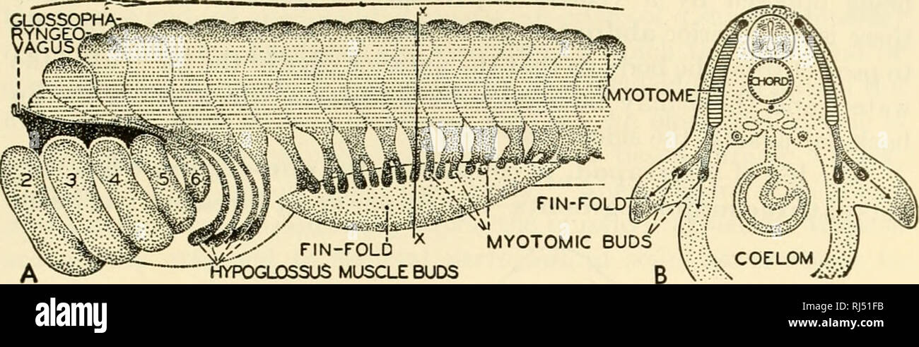 . The chordates. Chordata. Motor System—Muscles and Skeleton 93. Fig ...