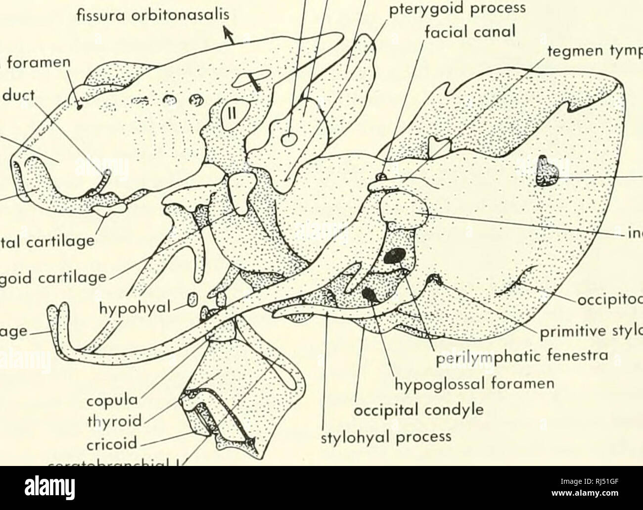 . Chordate morphology. Morphology (Animals); Chordata. paracondylar ...