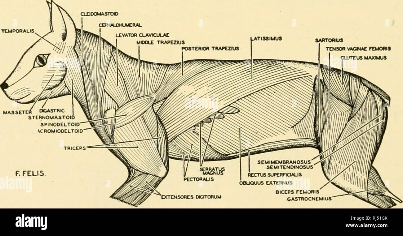 . Chordate anatomy. Chordata; Anatomy, Comparative. HYRUUAL UUSXCS. Fig ...