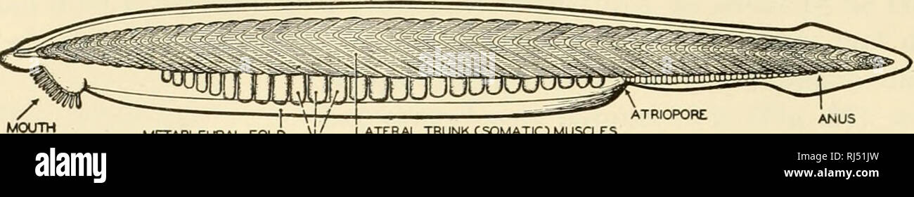 . The chordates. Chordata. 90 Basic Structure of Vertebrates. A ...