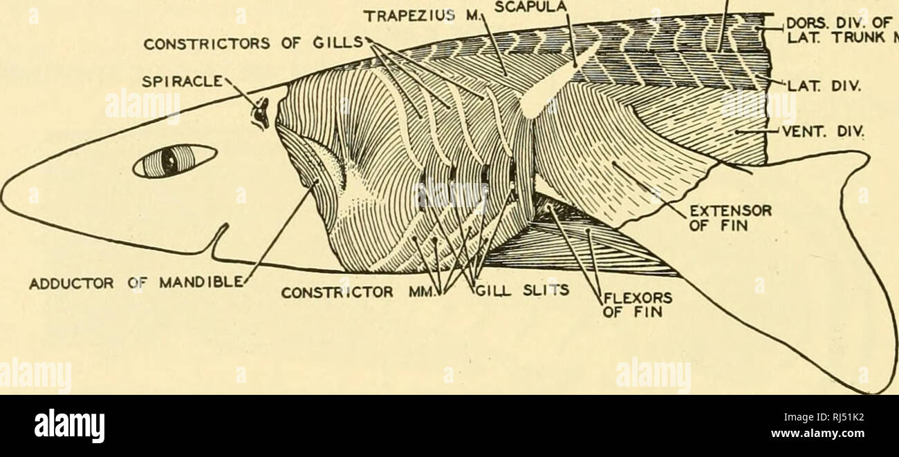 . Chordate anatomy. Chordata; Anatomy, Comparative. 198 CHORDATE ...