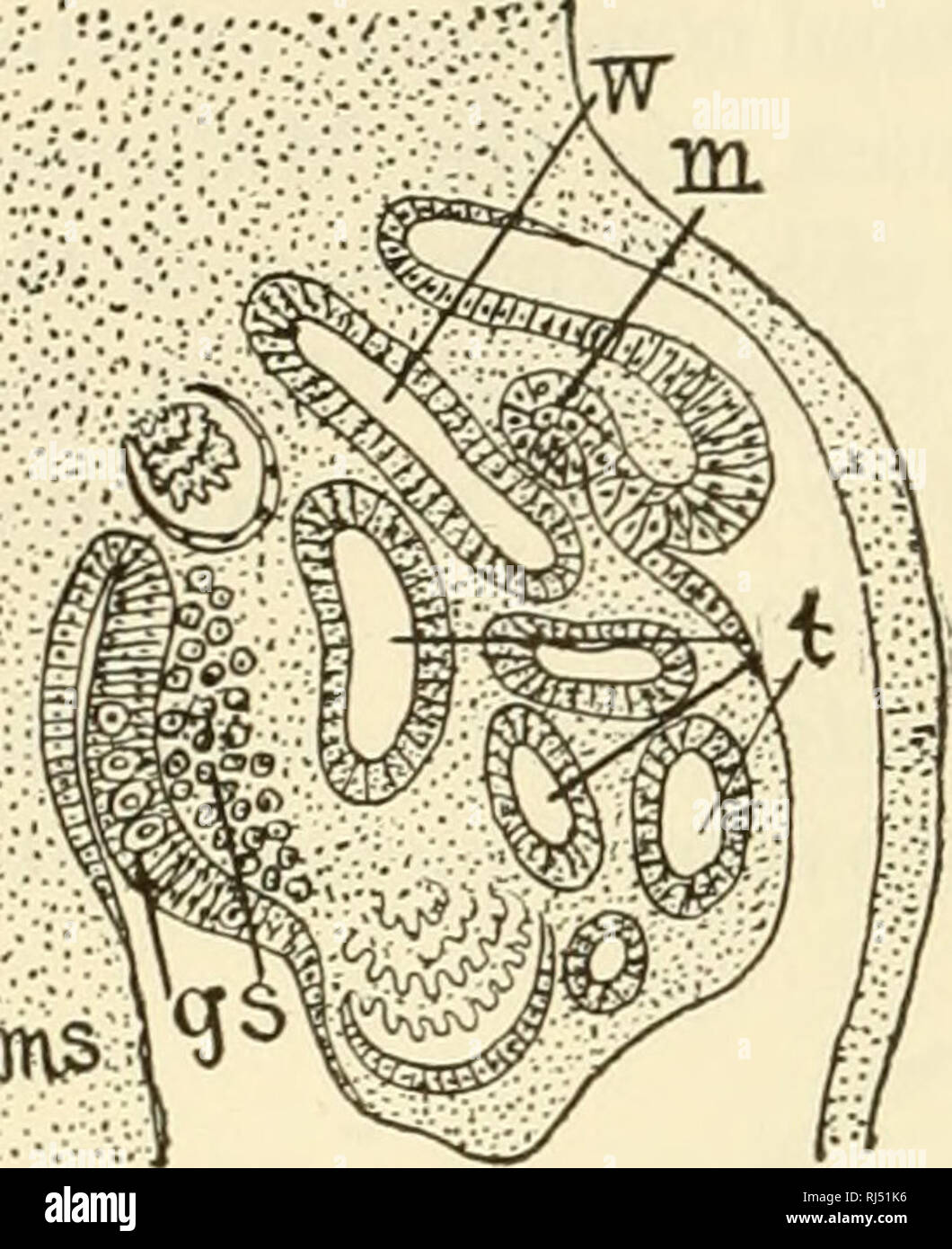 Mullerian Duct High Resolution Stock Photography and Images - Alamy