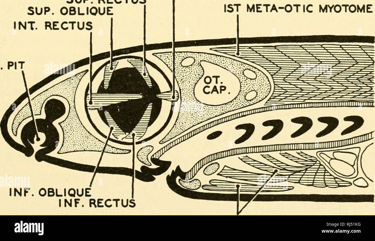 . Chordate anatomy. Chordata; Anatomy, Comparative. THYROID ANTERIOR ...