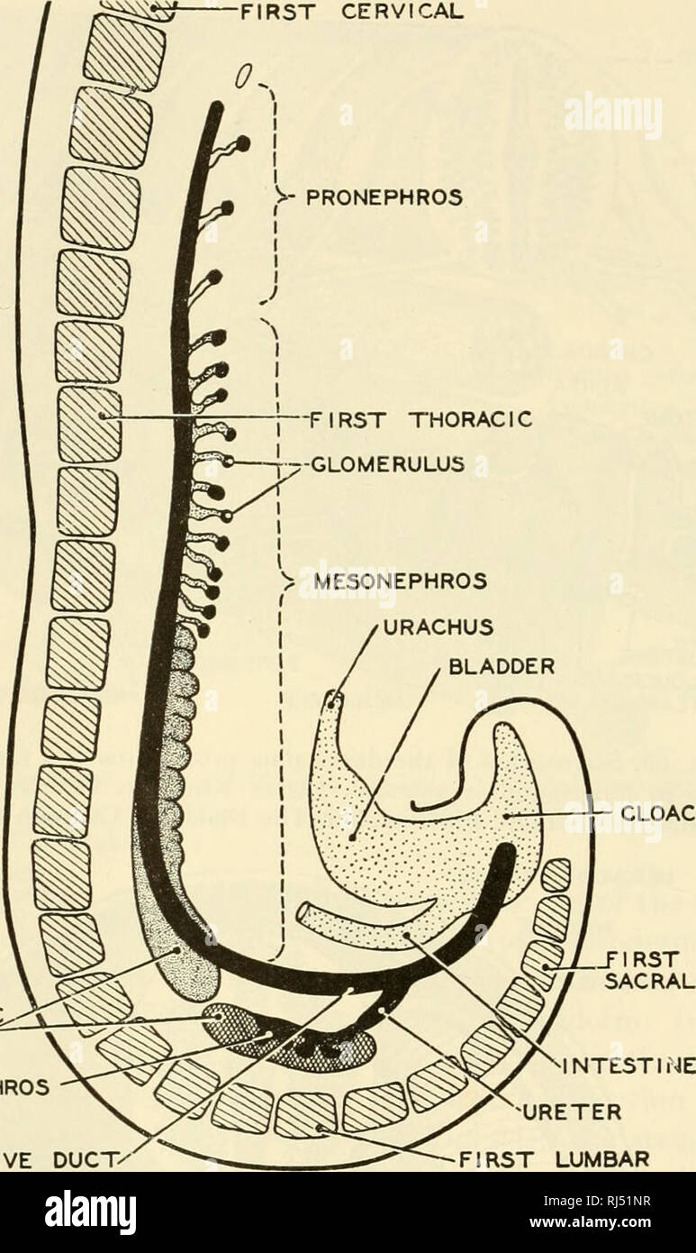 . The chordates. Chordata. 84 Basic Structure f Vertebrates ,r^$£ FIRST ...