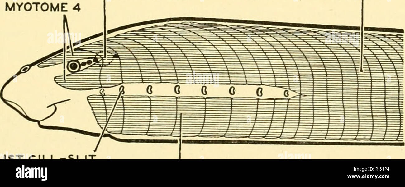 . Chordate anatomy. Chordata; Anatomy, Comparative. SPIRACULAR POUCH ...