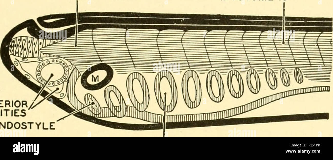 . Chordate anatomy. Chordata; Anatomy, Comparative. THE MUSCULAR SYSTEM ...