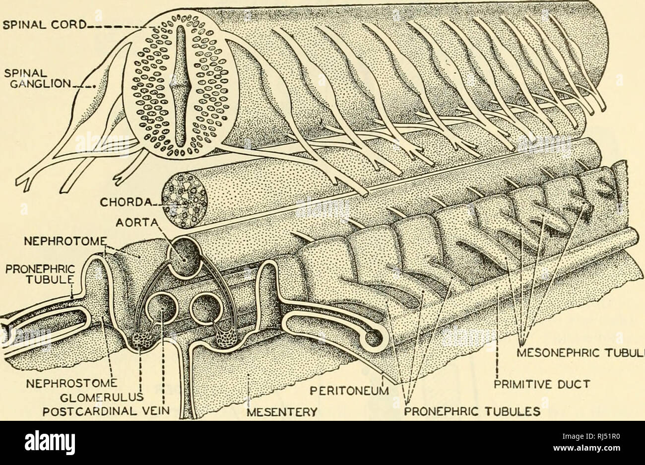 . The chordates. Chordata. Excretory and Reproductive Systf 83 SPINAL ...