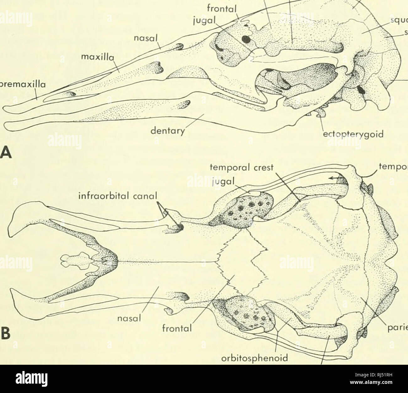 Egg laying structure hi-res stock photography and images - Alamy