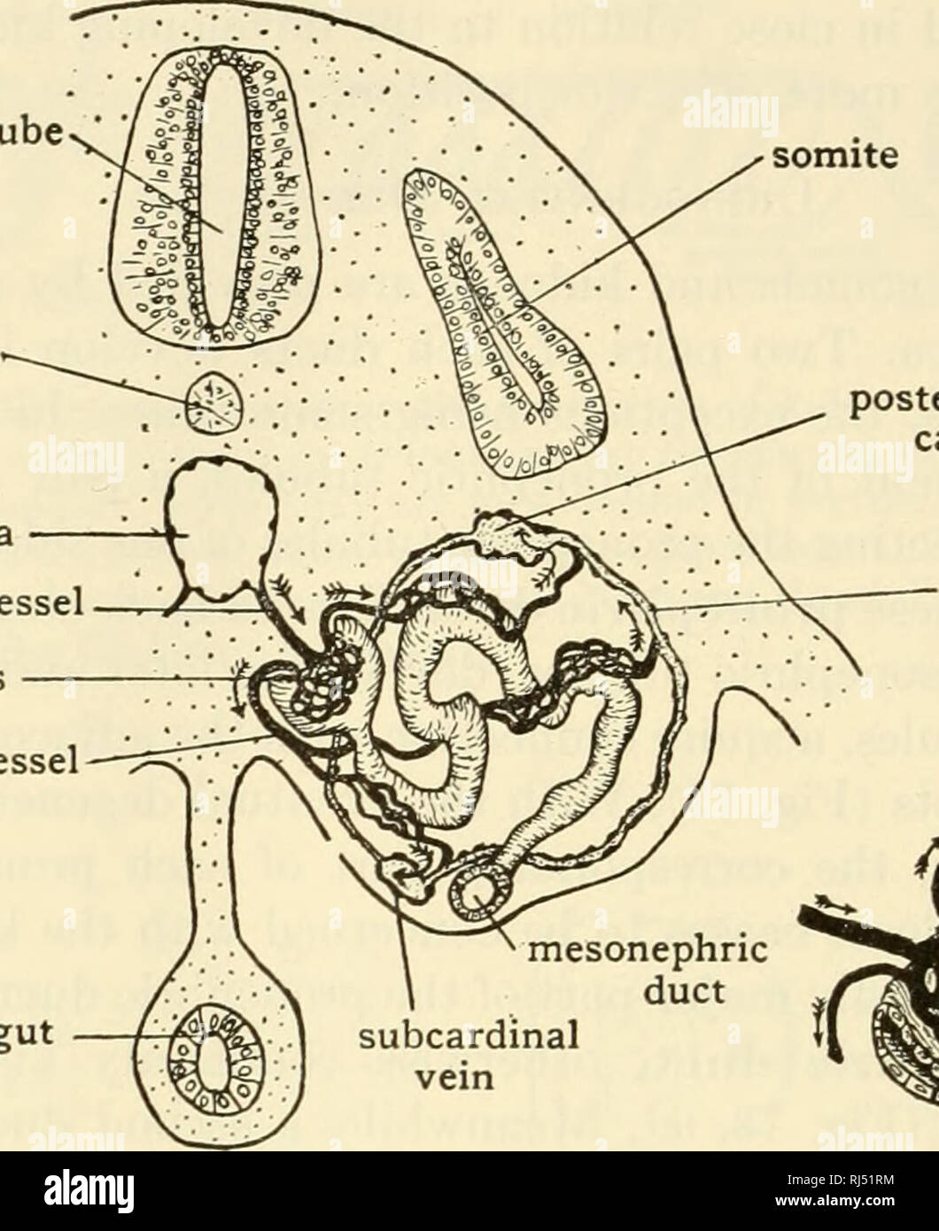 . The chordates. Chordata. 82 Basic Structure of Vertebrates neural ...