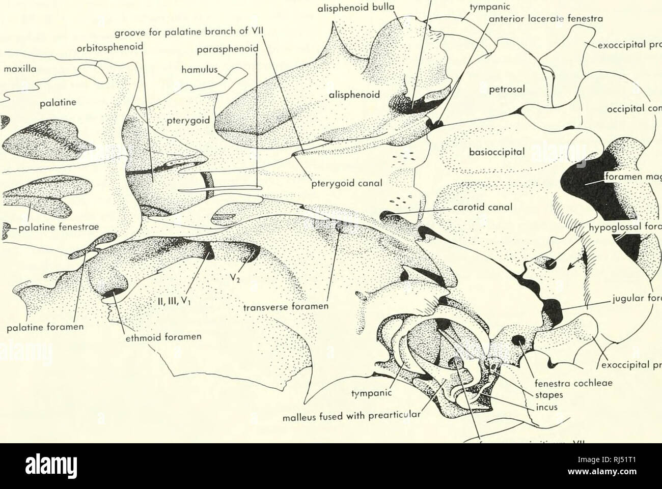. Chordate morphology. Morphology (Animals); Chordata. alisphenoid ...