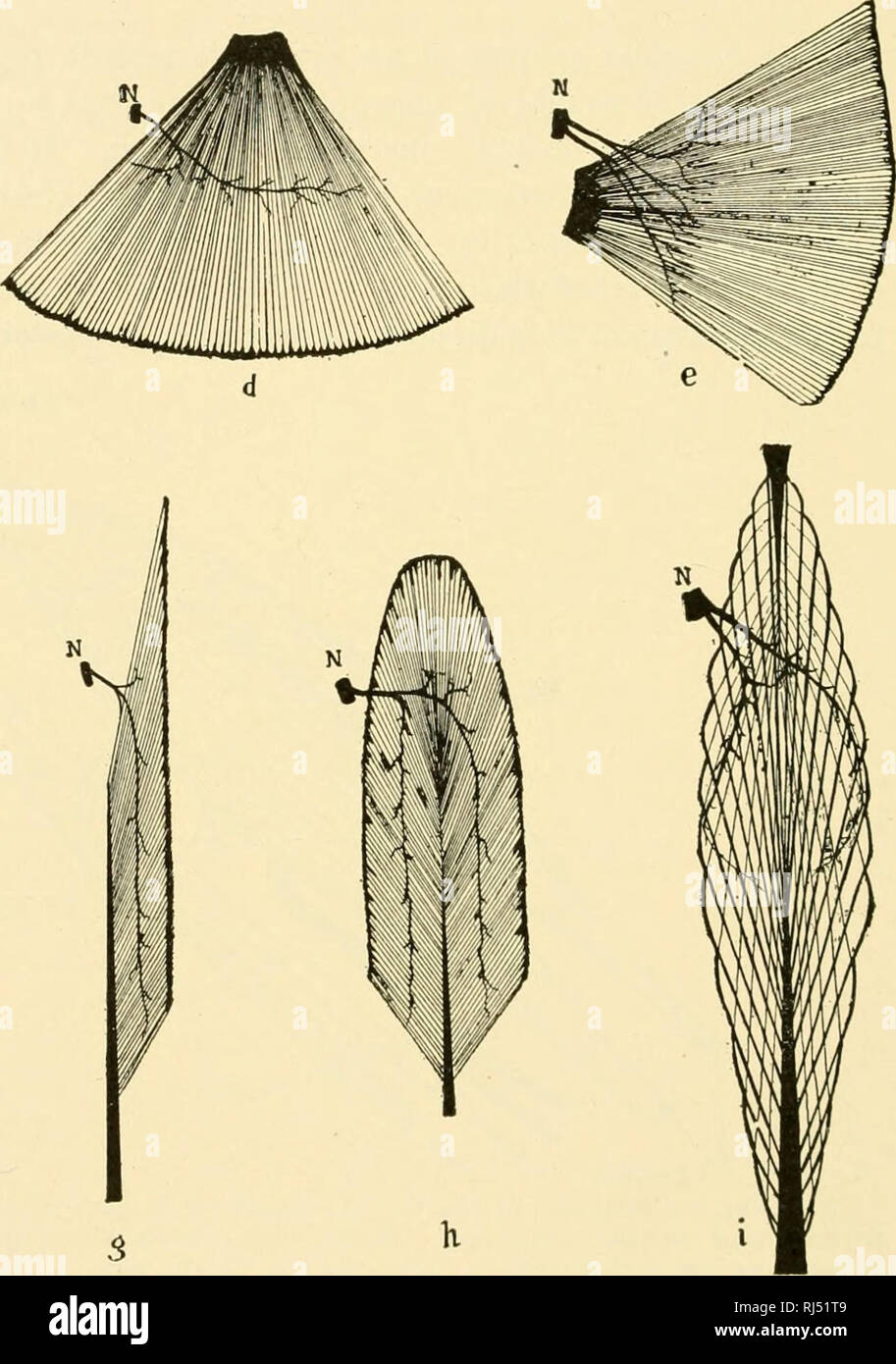 . Chordate anatomy. Chordata; Anatomy, Comparative. Fig. 182 ...