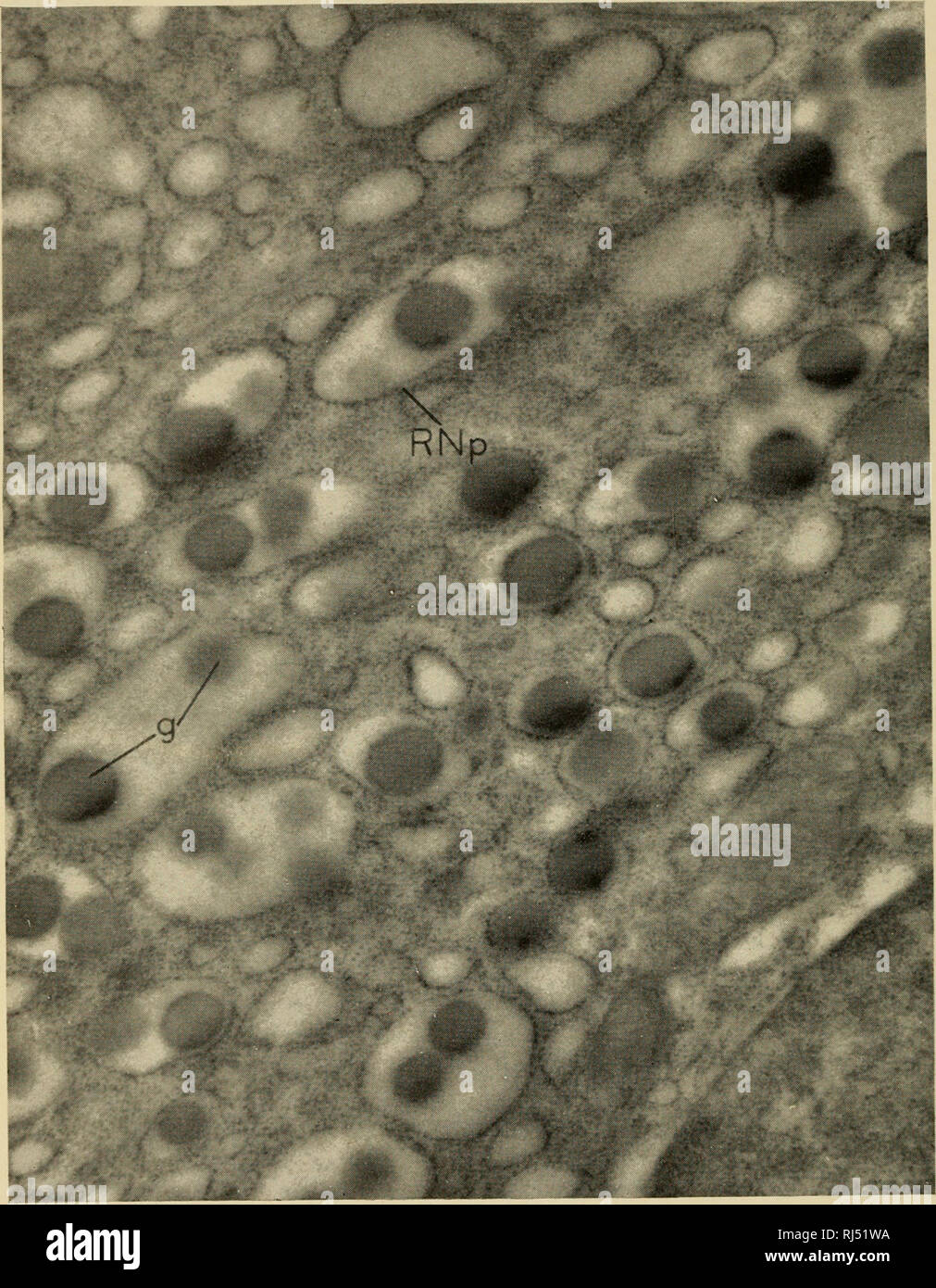 Palade granules hi-res stock photography and images - Alamy