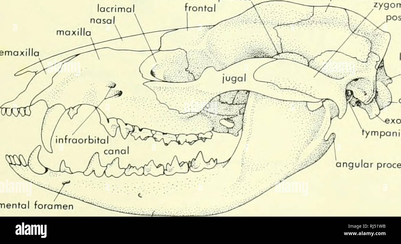 Opossum Skull Anatomy