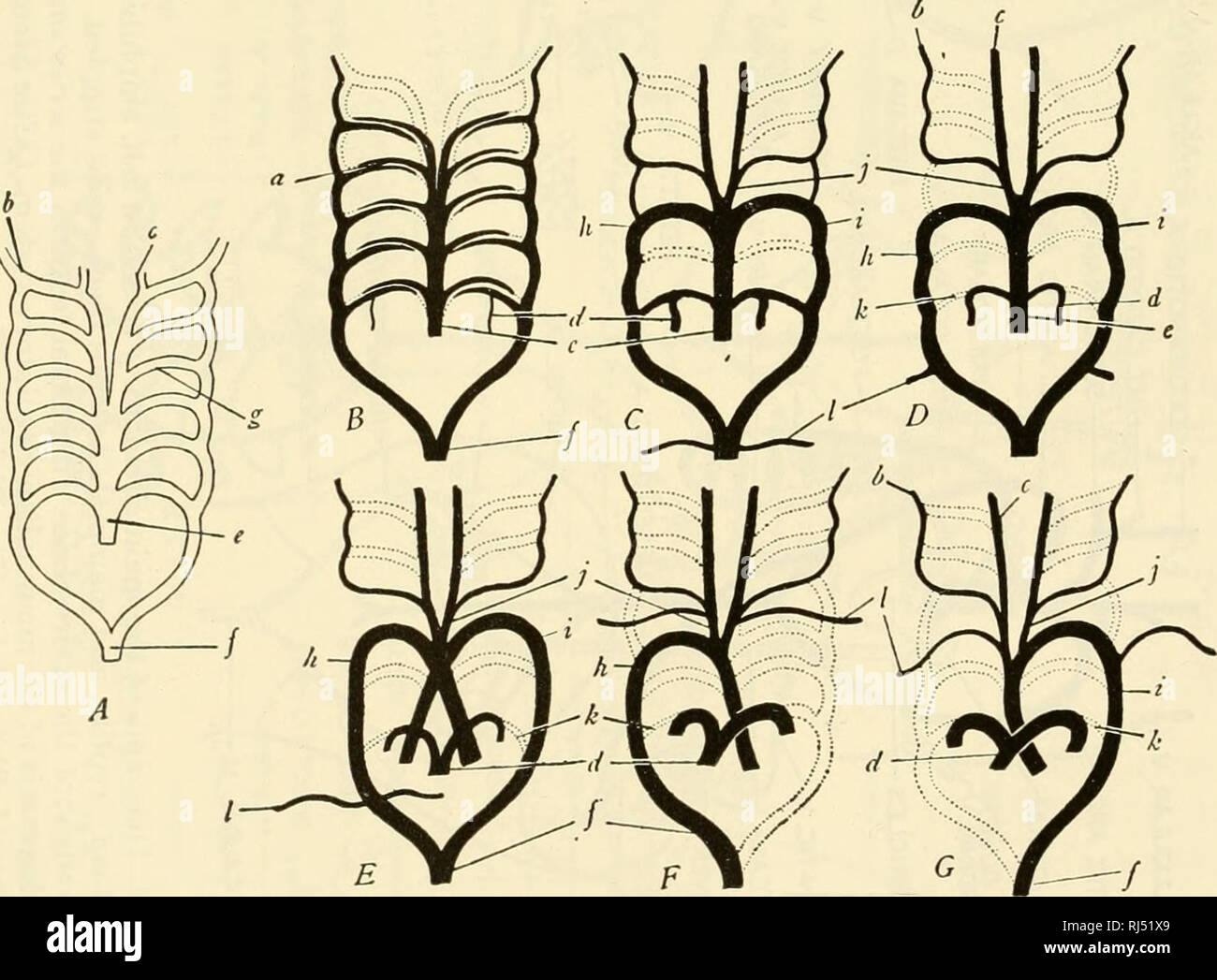 Bulbus aorta hi-res stock photography and images - Alamy