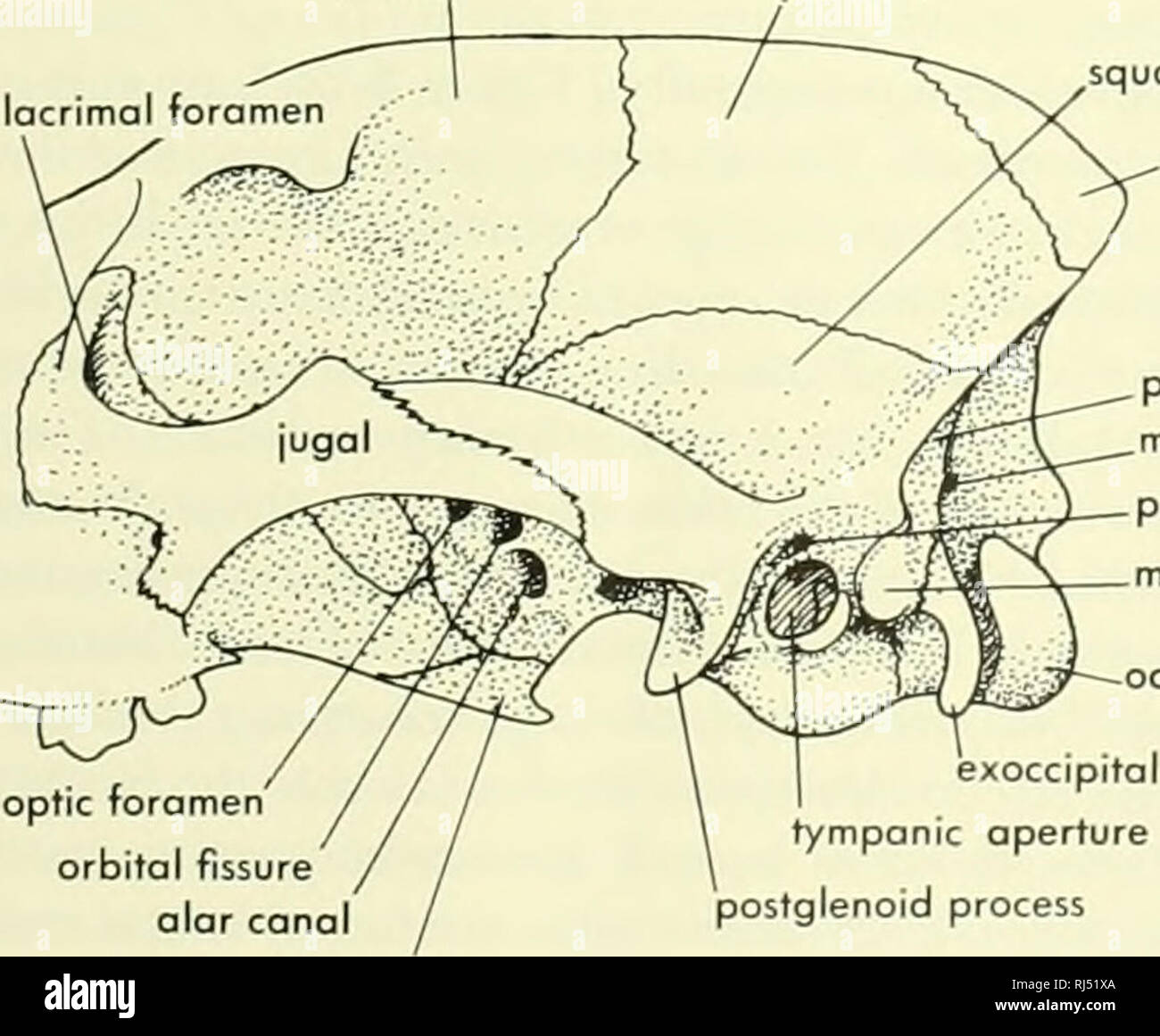 . Chordate morphology. Morphology (Animals); Chordata. anterior margin ...