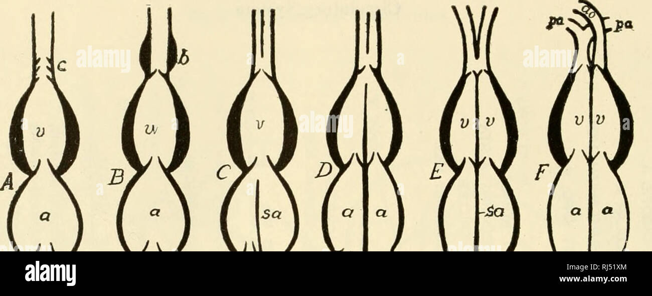 Bulbus aorta hi-res stock photography and images - Alamy