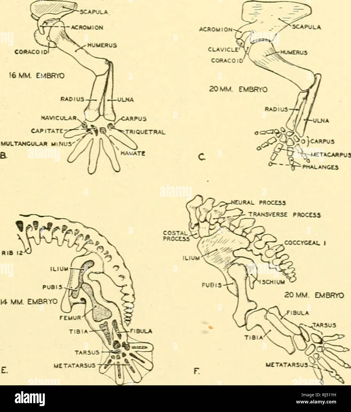 . Chordate anatomy. Chordata; Anatomy, Comparative. Fig. 177.—Stages in ...