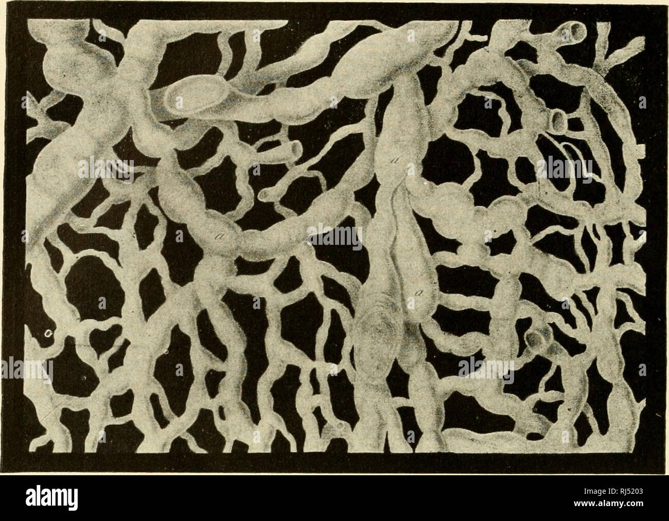 . The chordates. Chordata. 68 Basic Structure of Vertebrates. Fig. 69 ...