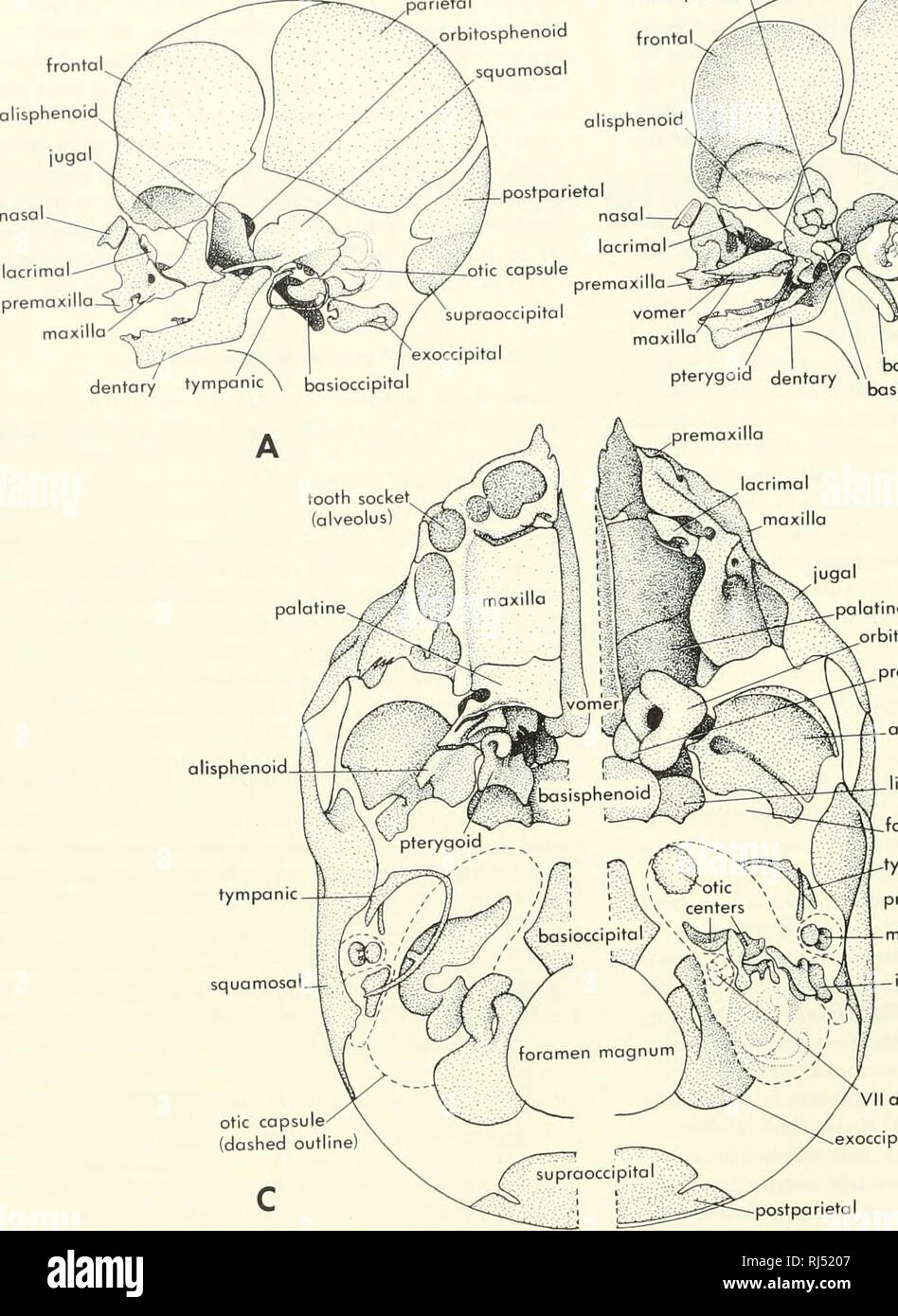 . Chordate morphology. Morphology (Animals); Chordata. maxilla ...