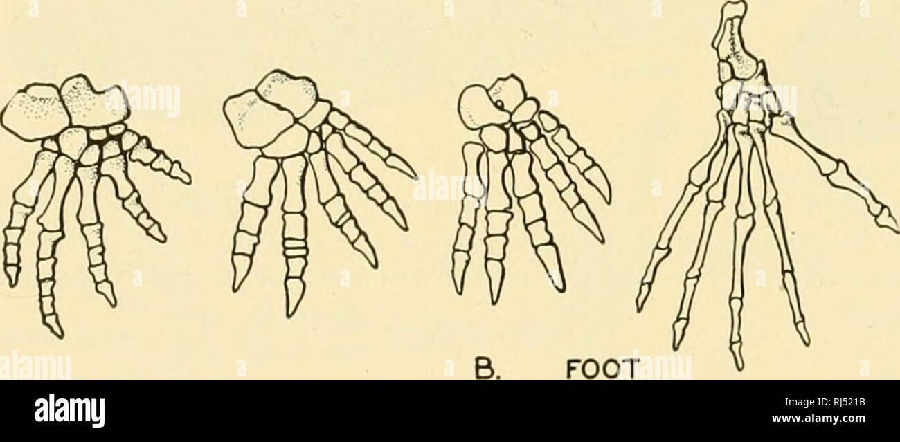 . Chordate anatomy. Chordata; Anatomy, Comparative. PRIMITIVE REPTILES ...