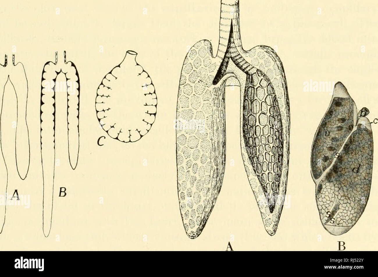 . The chordates. Chordata. Fig. 61. Dorsal and left-side views of ...