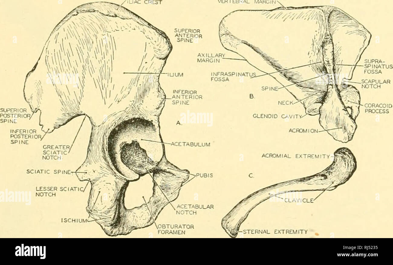 Coracoid process hi-res stock photography and images - Alamy