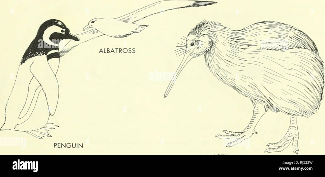 . Chordate morphology. Morphology (Animals); Chordata. PENGUIN Figure 2 ...