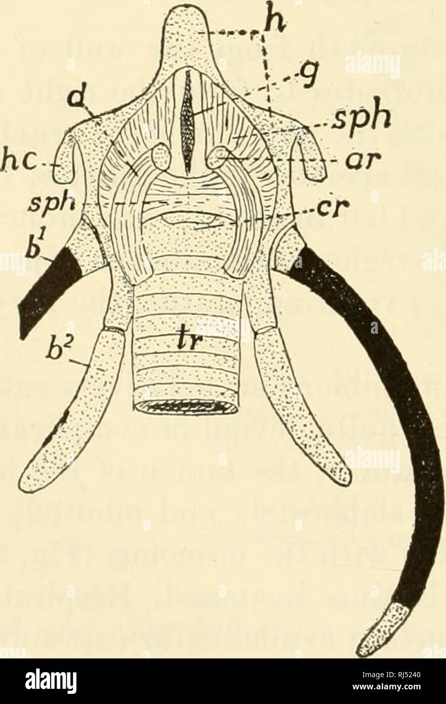 . The chordates. Chordata. Fig. 59. Stages in the development of lungs ...