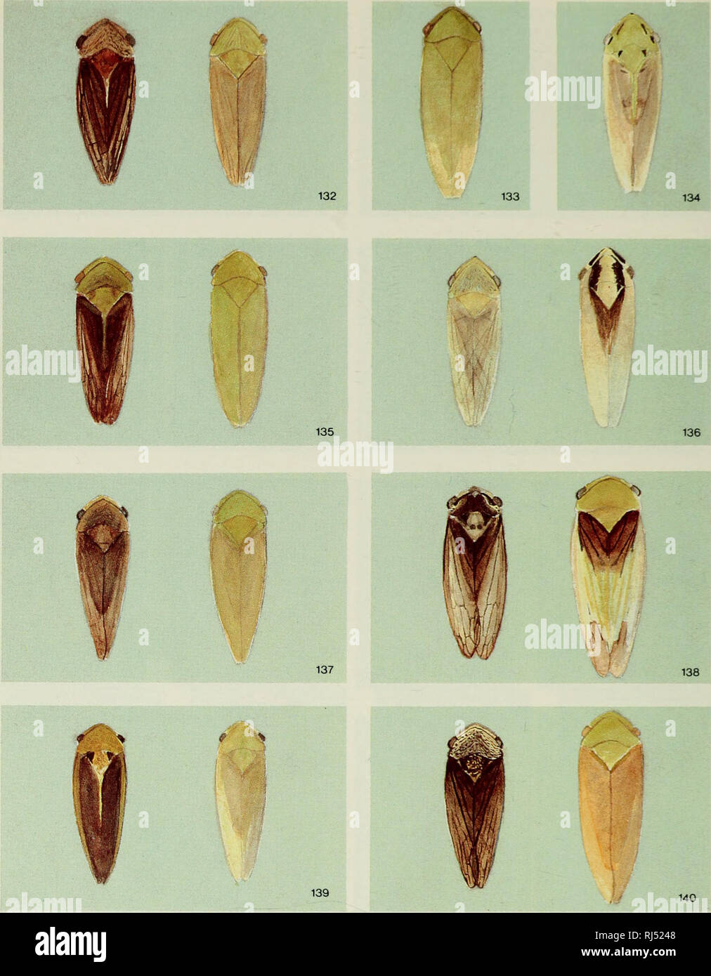 Macropsis hi-res stock photography and images - Alamy