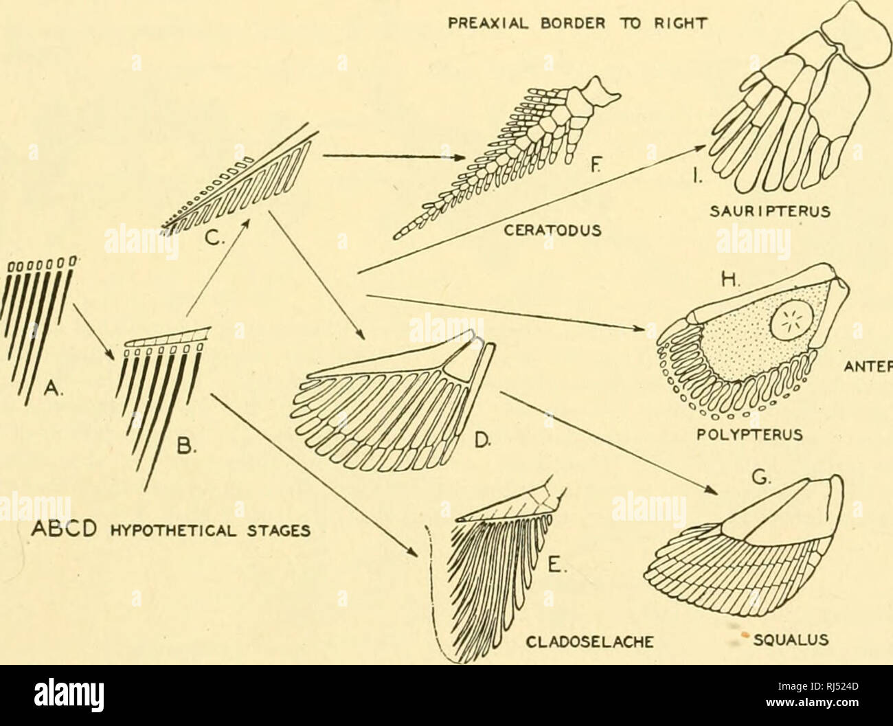 . Chordate anatomy. Chordata; Anatomy, Comparative. thp: skeletal ...