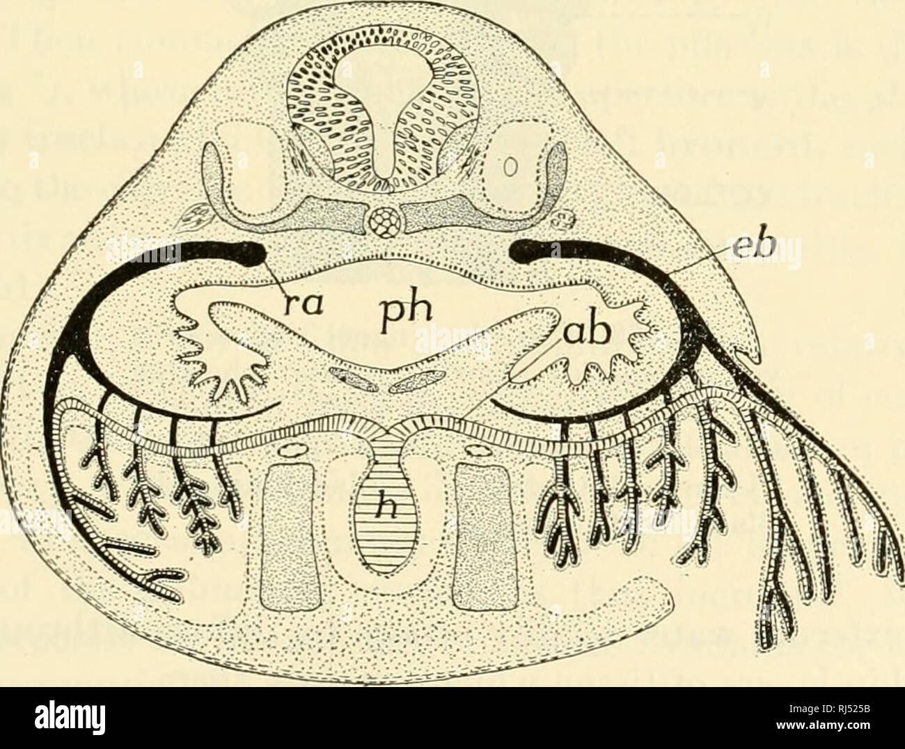 . The chordates. Chordata. Fig. 56. Diagram of gill-clefts in (A ...