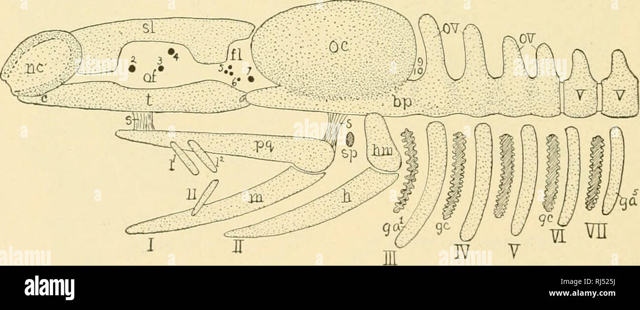 . Chordate anatomy. Chordata; Anatomy, Comparative. Fig. 165.—Early ...