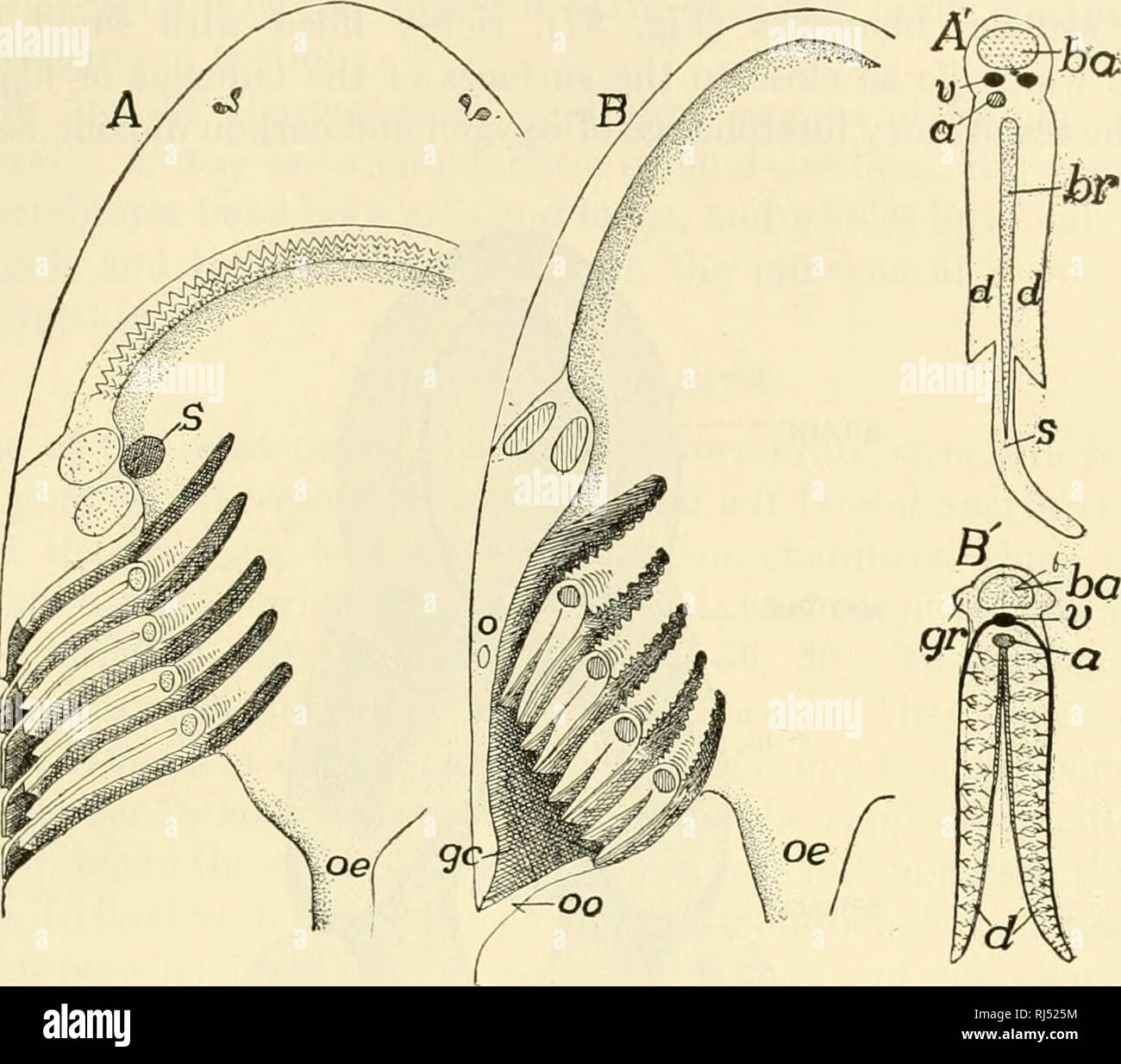 . The chordates. Chordata. The Inner (Alimentary) Tube and Its ...