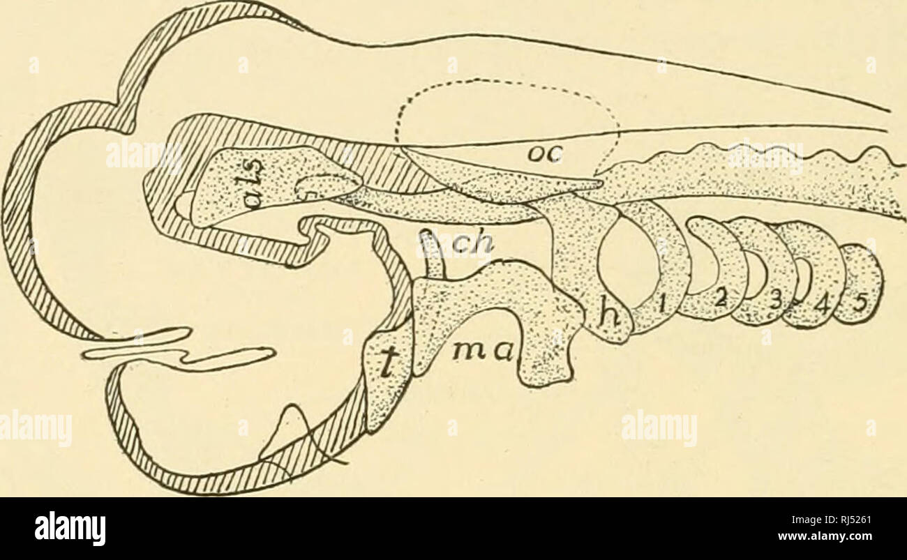 . Chordate anatomy. Chordata; Anatomy, Comparative. 176 CHORDATE ...