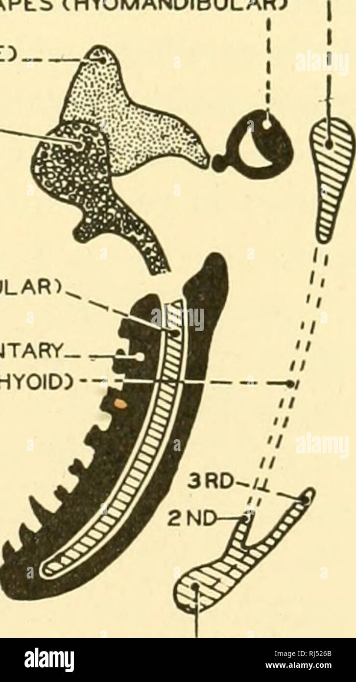 . Chordate anatomy. Chordata; Anatomy, Comparative. INCUSCQUADRATEJ ...