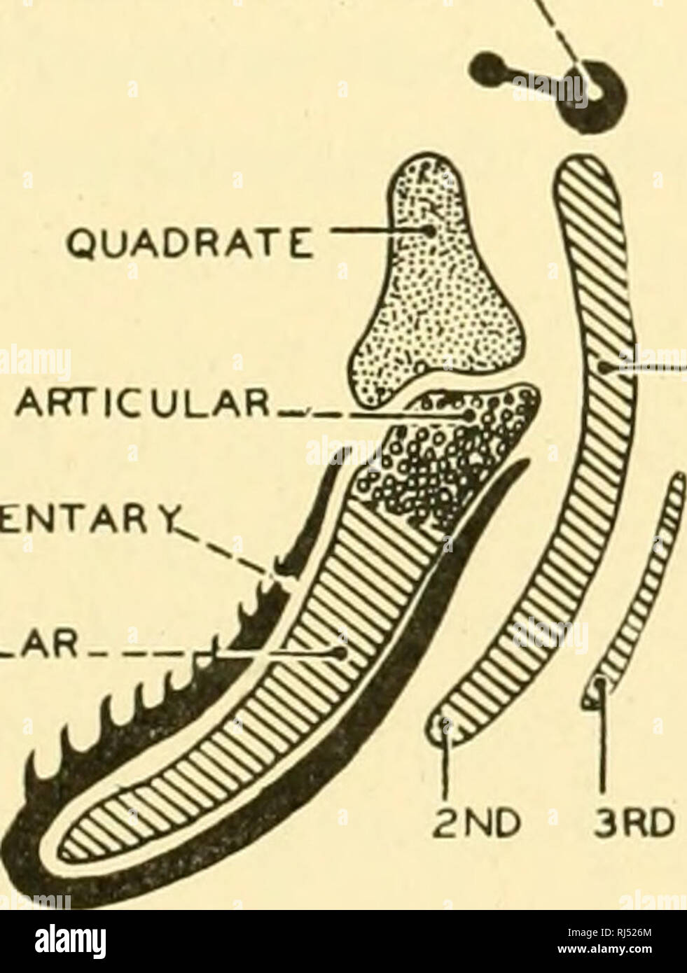 . Chordate anatomy. Chordata; Anatomy, Comparative. ^ HYOMANDIBULAR ...