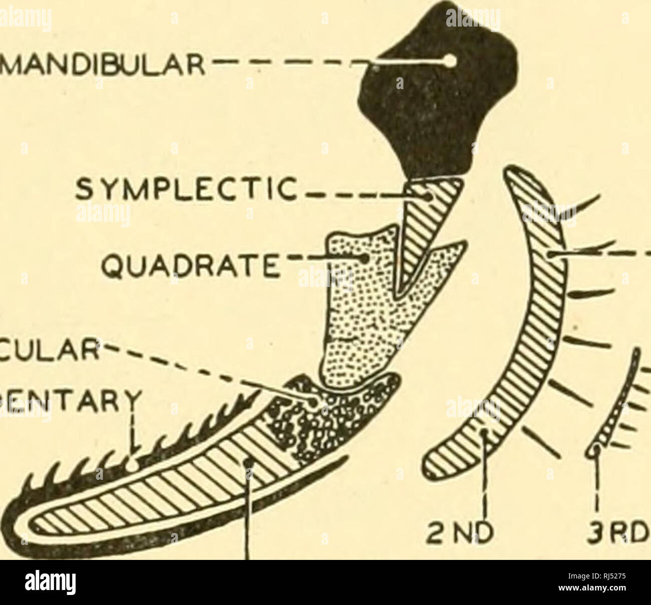 . Chordate anatomy. Chordata; Anatomy, Comparative. ARTICULAR ...