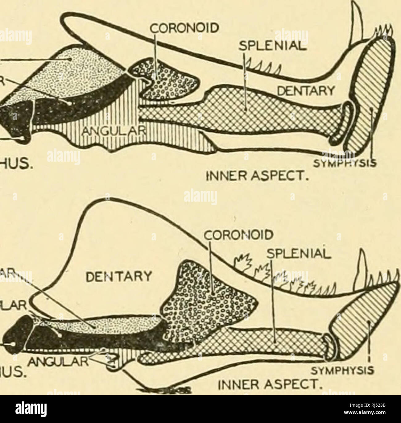 Cynognathus hi-res stock photography and images - Alamy
