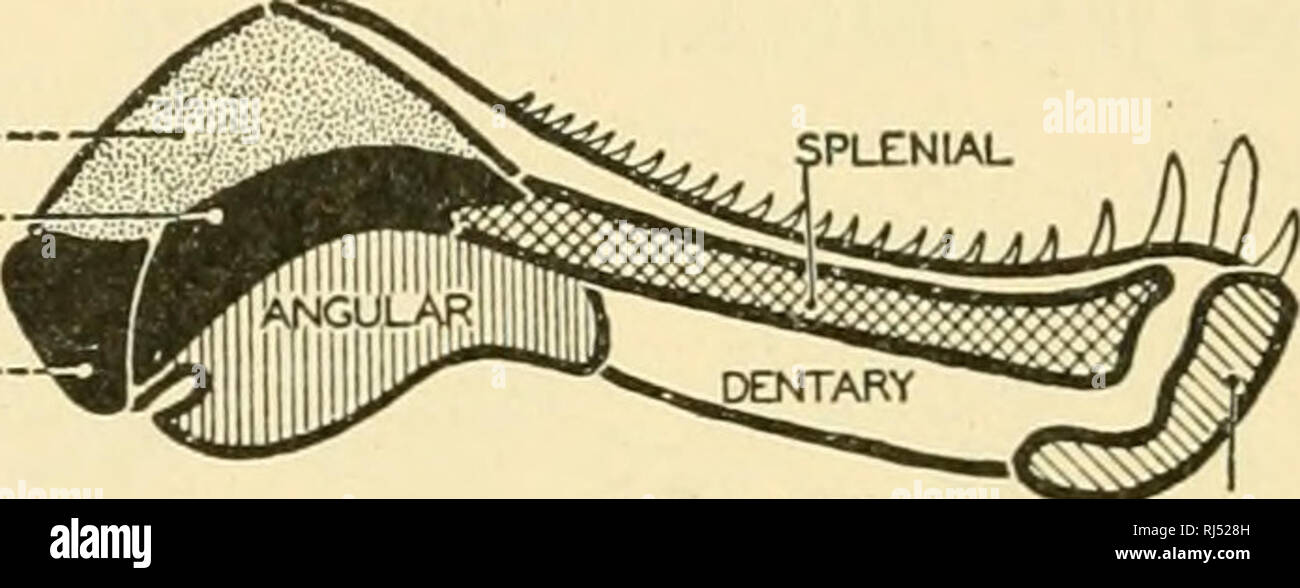 . Chordate anatomy. Chordata; Anatomy, Comparative. - SURANGULAR ...