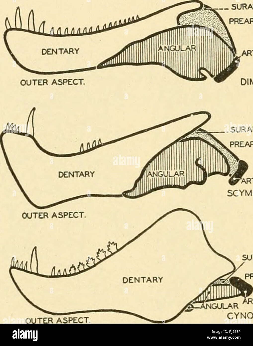 . Chordate anatomy. Chordata; Anatomy, Comparative. 172 CHORDATE ...