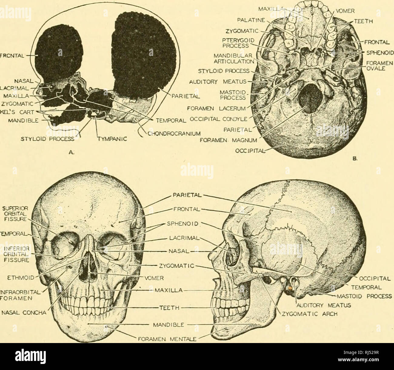 Evolution Of The Skeletal System