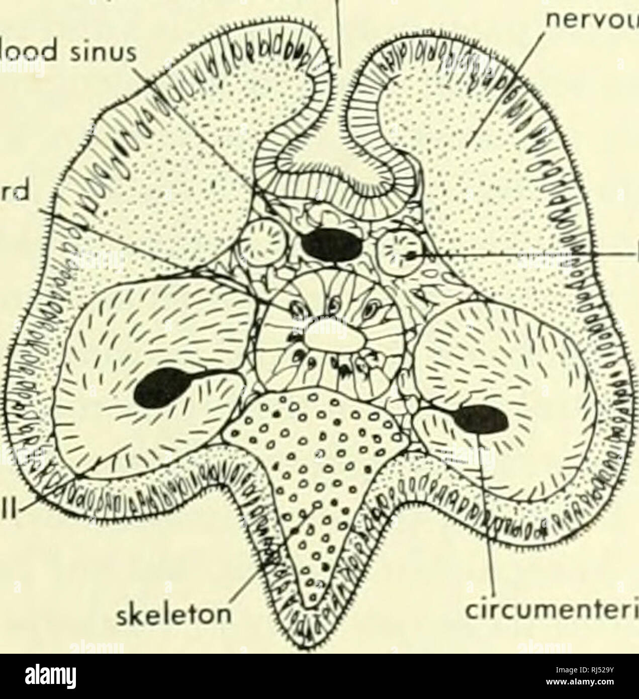 Chordata Chordata | Definition, Characteristics & Habitat Lesson