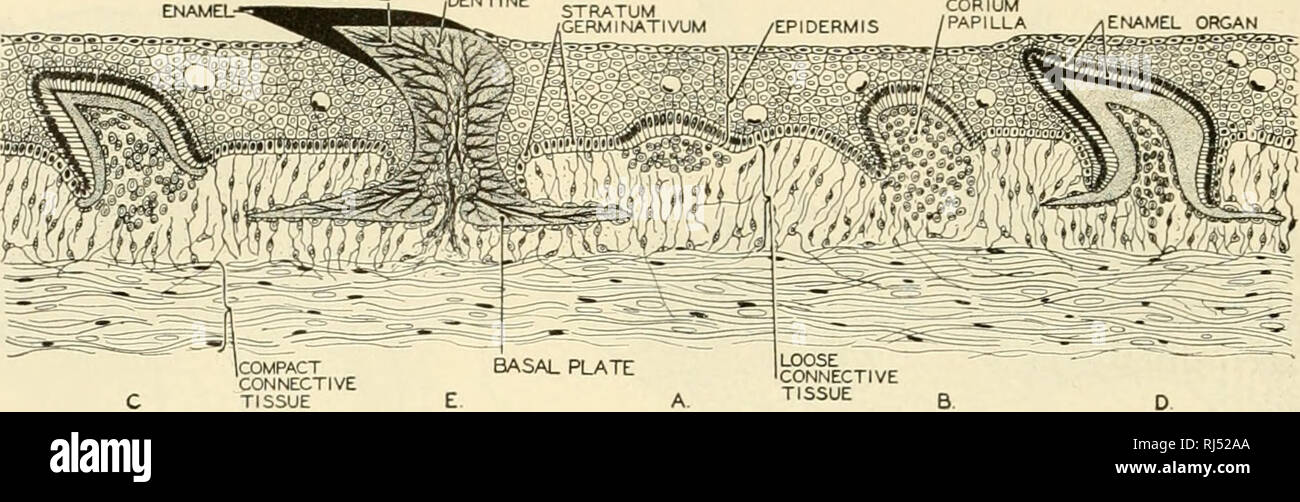 Placoid Scales In Scoliodon (Exoskeleton) IMALUOP