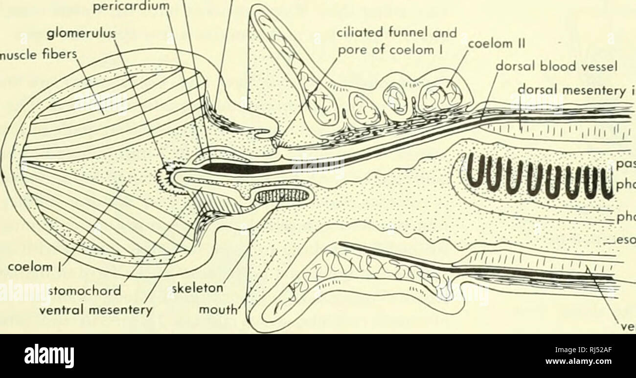 . Chordate morphology. Morphology (Animals); Chordata. pericordium ...